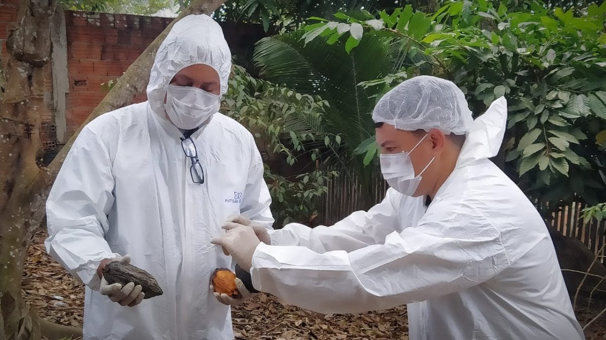 Governo do Acre amplia ações de combate à monilíase - Noticias do Acre