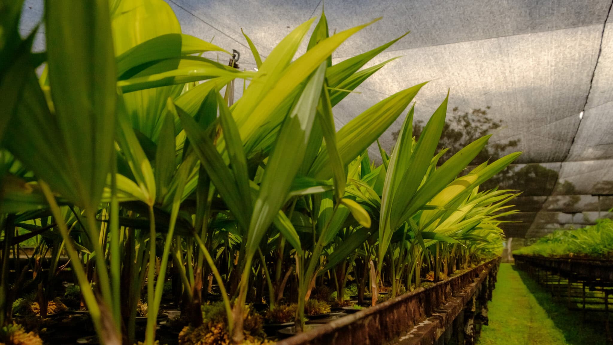 Acre - Viveiro da Floresta está doando mudas de espécies florestais e ...