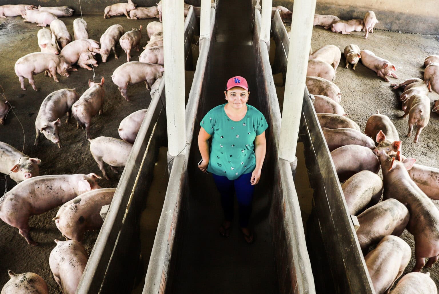 Dom Porquito: carne suína do Acre conquista o mundo