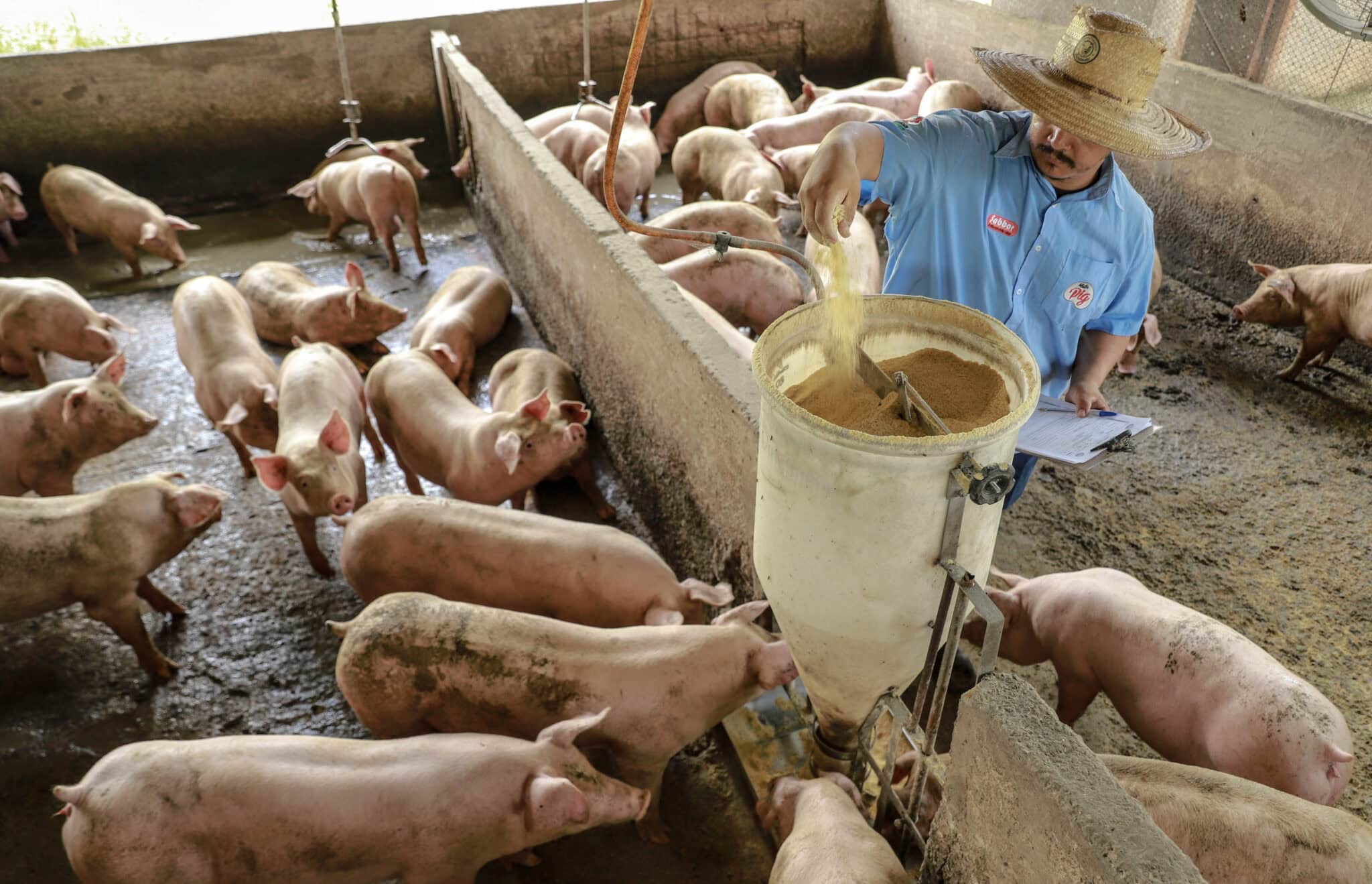 Dom Porquito: carne suína do Acre conquista o mundo - Noticias do Acre