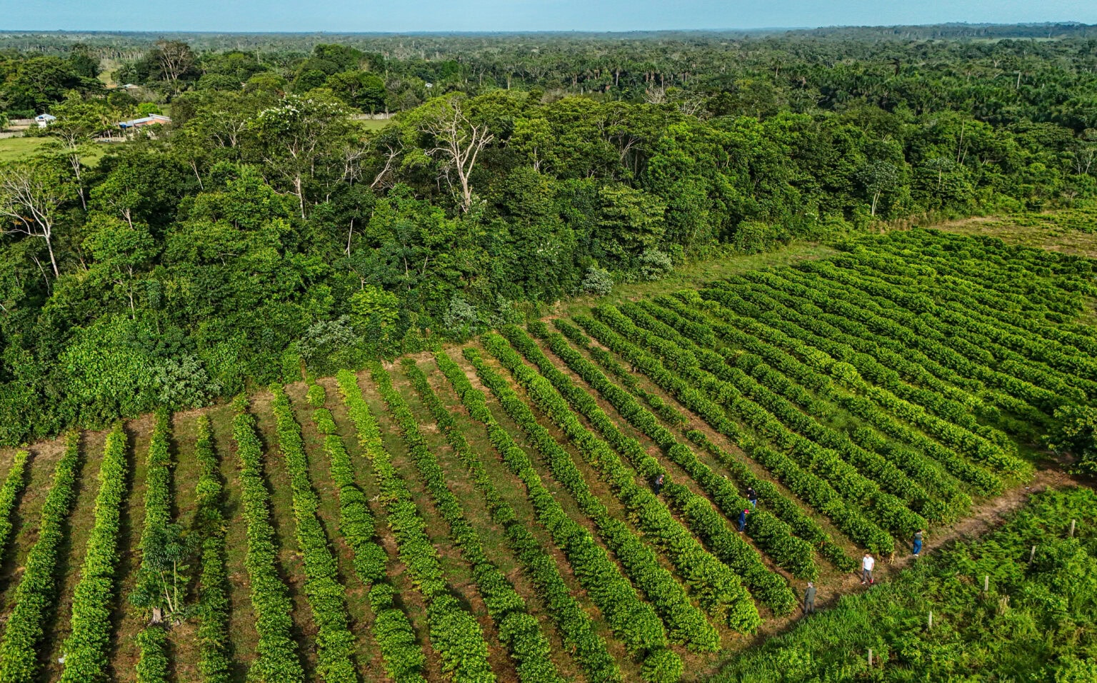 Plantio do café cresce e fortalece a economia e a agricultura familiar ...