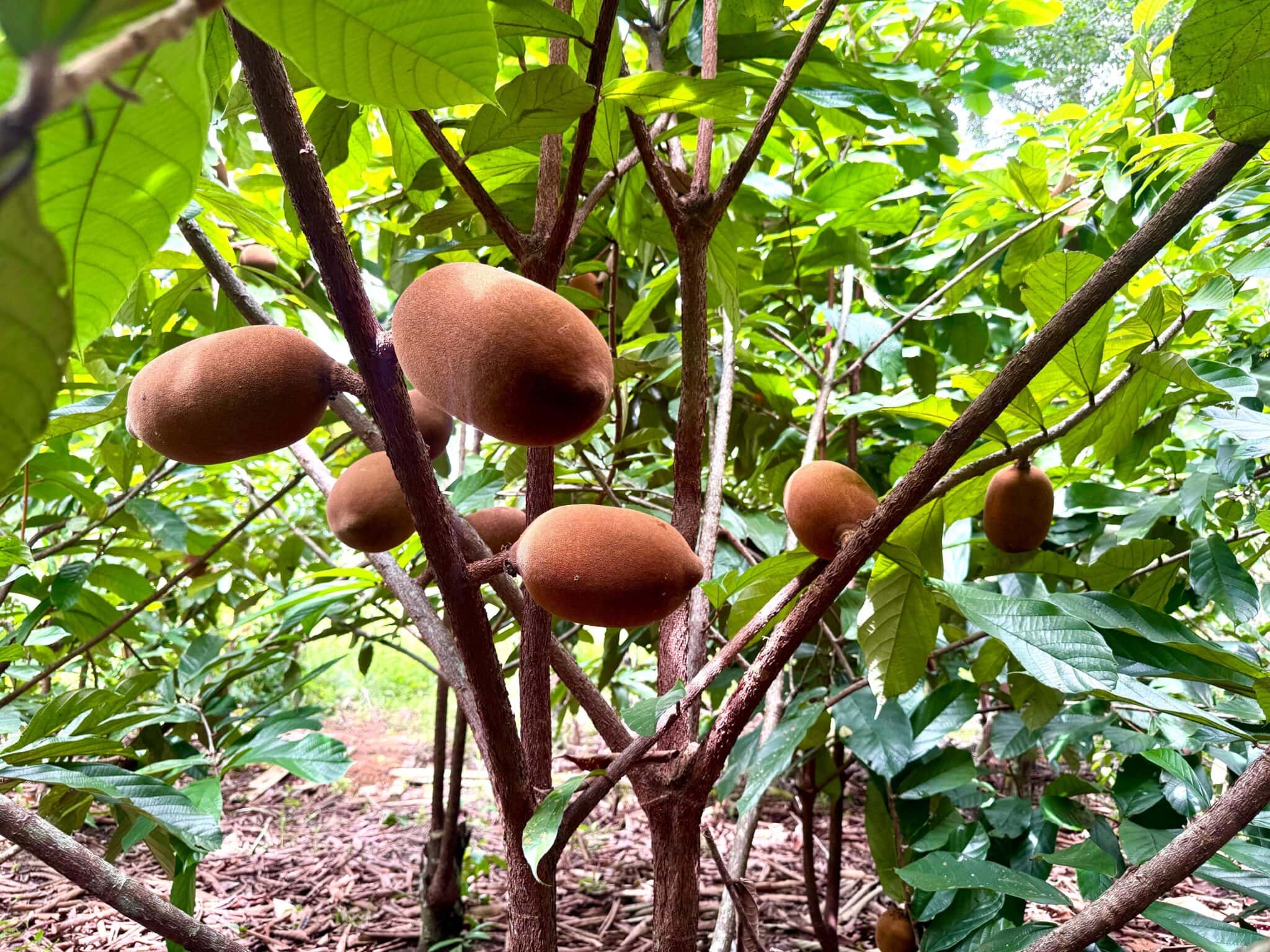 Vigilância ativa contra a monilíase do cacau e cupuaçu garante ...